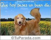 Si Fuera Un Animal | Plagda Infantil