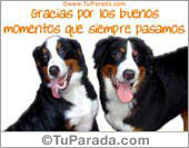 Si Fuera Un Animal | Plagda Infantil